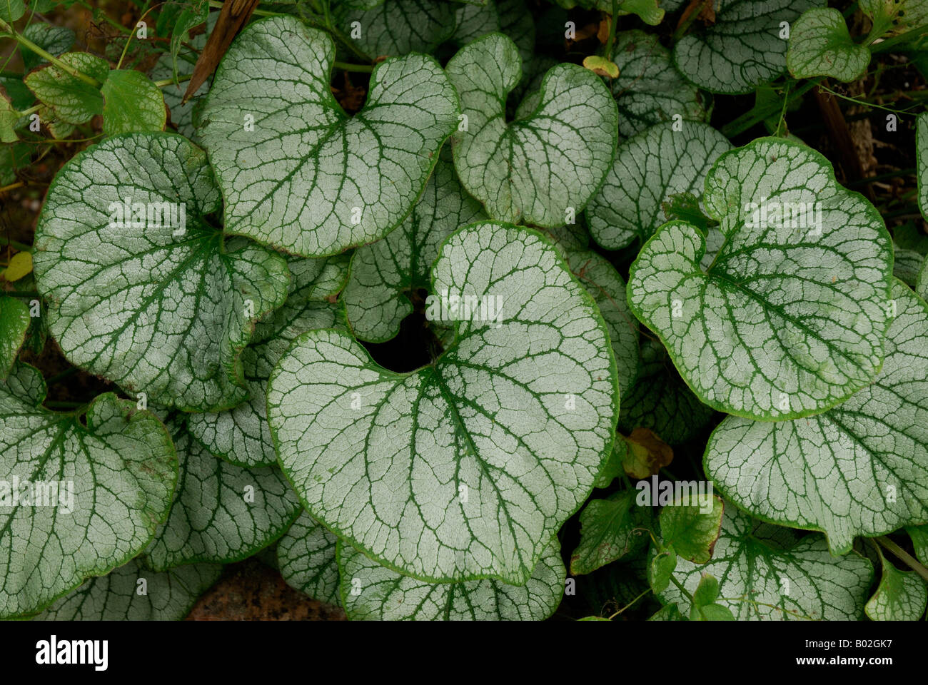 Brunnera garden border hi-res stock photography and images - Alamy