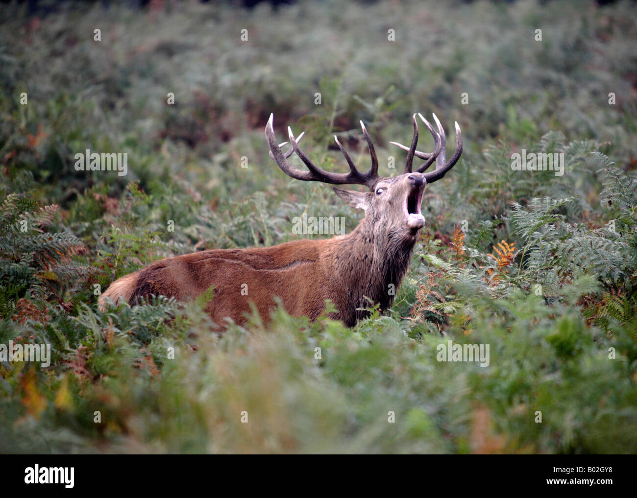 Red Deer stag in the annual rut Stock Photo - Alamy