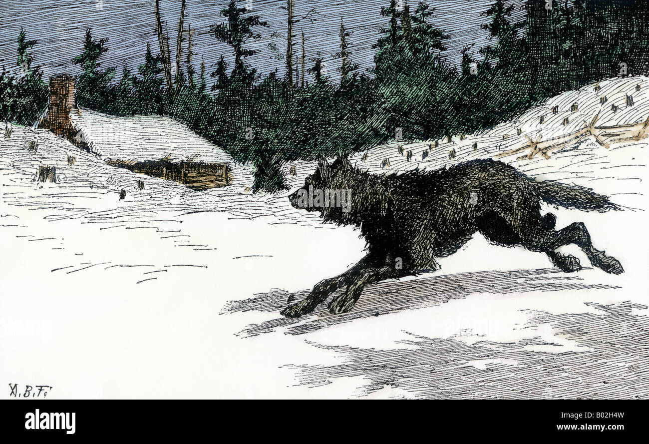 Wolf near a log cabin in the snow. Hand-colored woodcut Stock Photo - Alamy