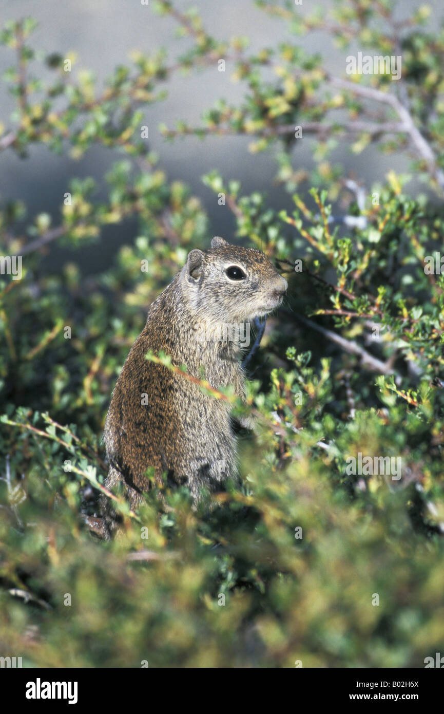 Belding's Ground Squirrel Spermophilus beldingi Stock Photo - Alamy