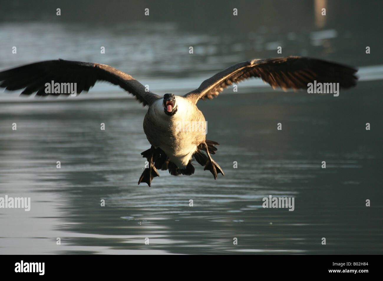 Canada goose coming into land hi-res stock photography and images - Alamy
