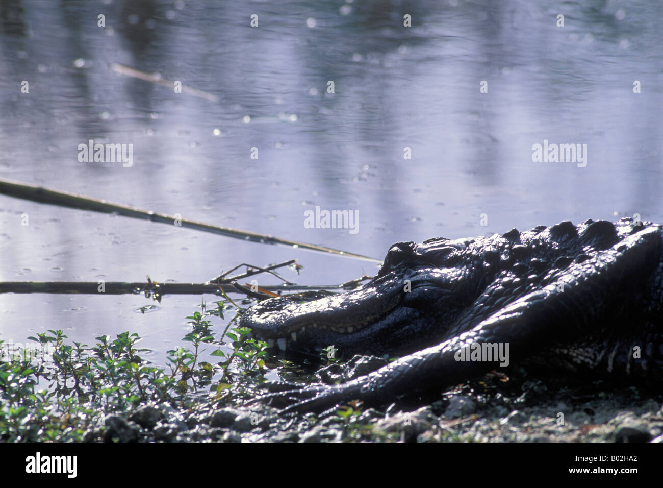 Alligatore hi-res stock photography and images - Alamy