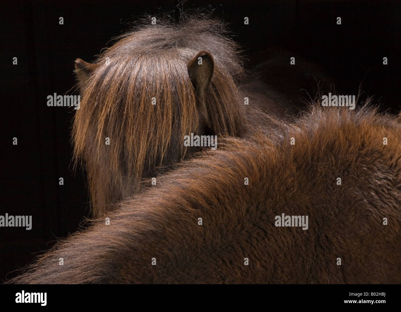 Black Mane And Forelock High Resolution Stock Photography and Images ...