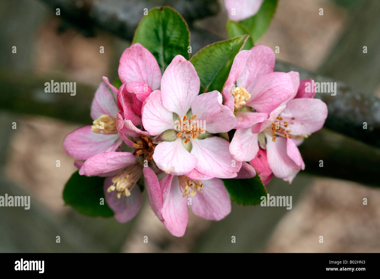 Russet Apple High Resolution Stock Photography and Images - Alamy
