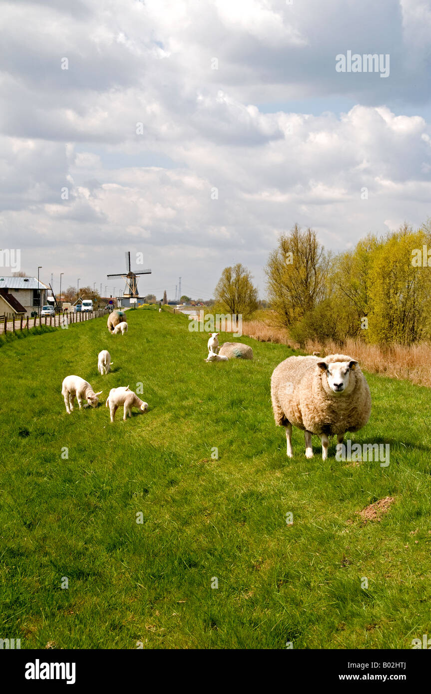 Netherlands sheep Lamb Lek river dike bank dam Stock Photo - Alamy