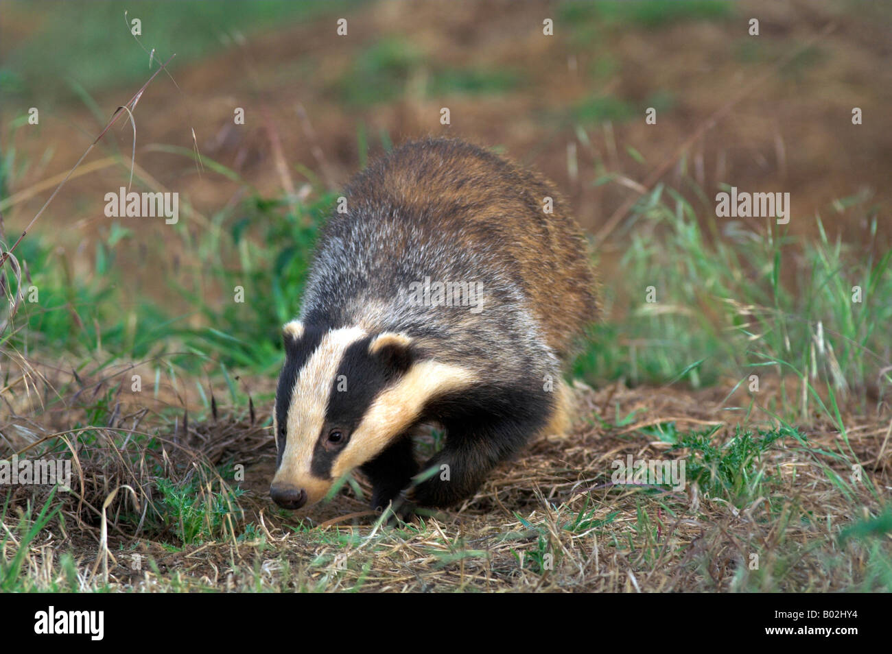 Badger leaving badger sett hi-res stock photography and images - Alamy