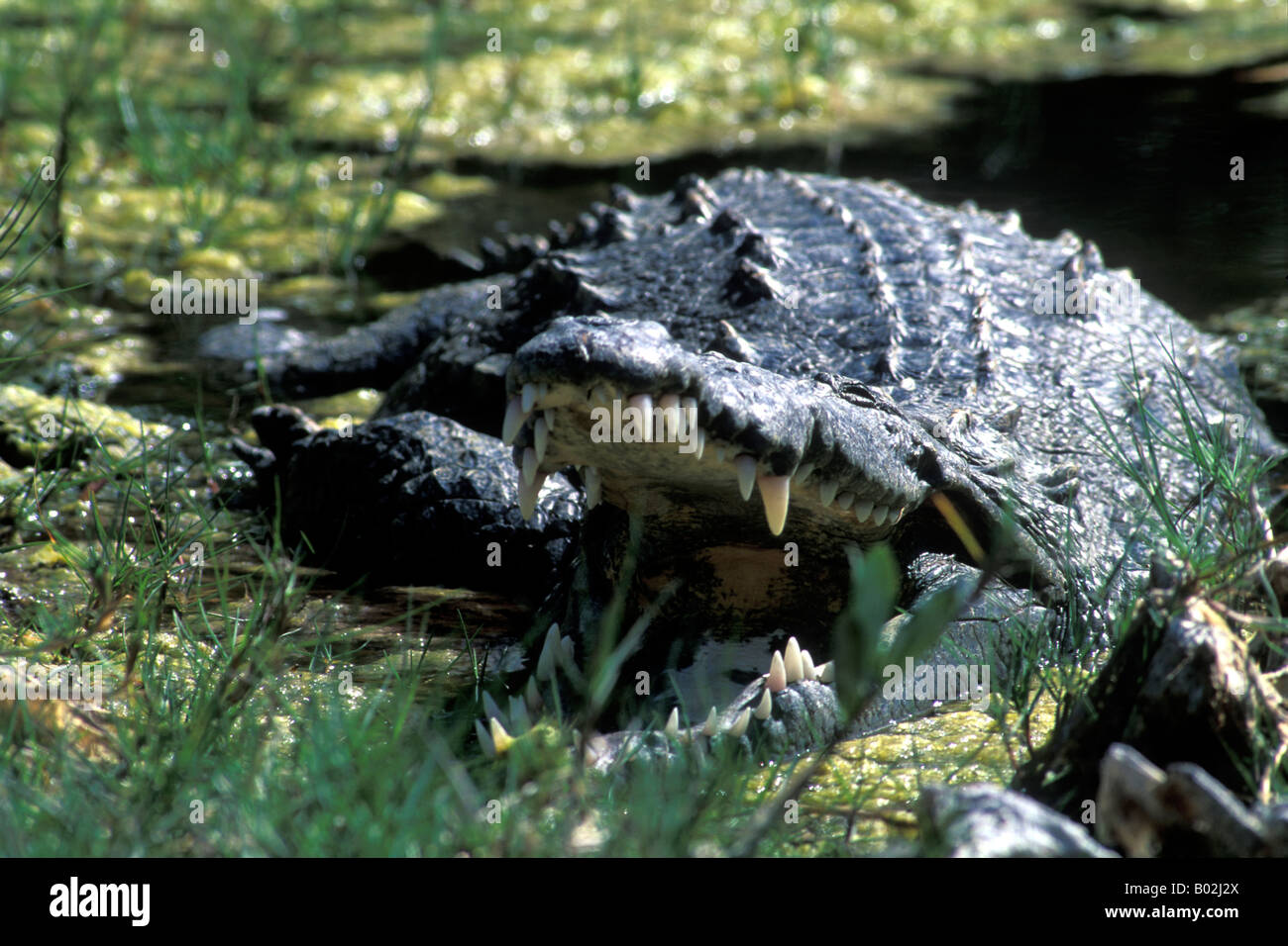 Alligatore mississipiensis hi-res stock photography and images - Alamy