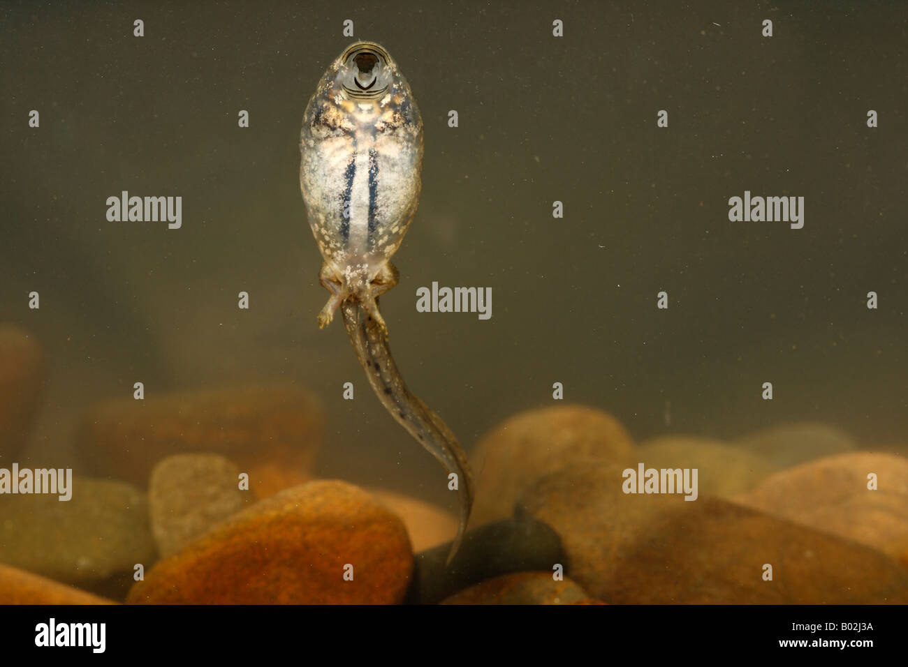 Common Midwife Toad (Alytes obstetricans), swimming tadpole, belly ...