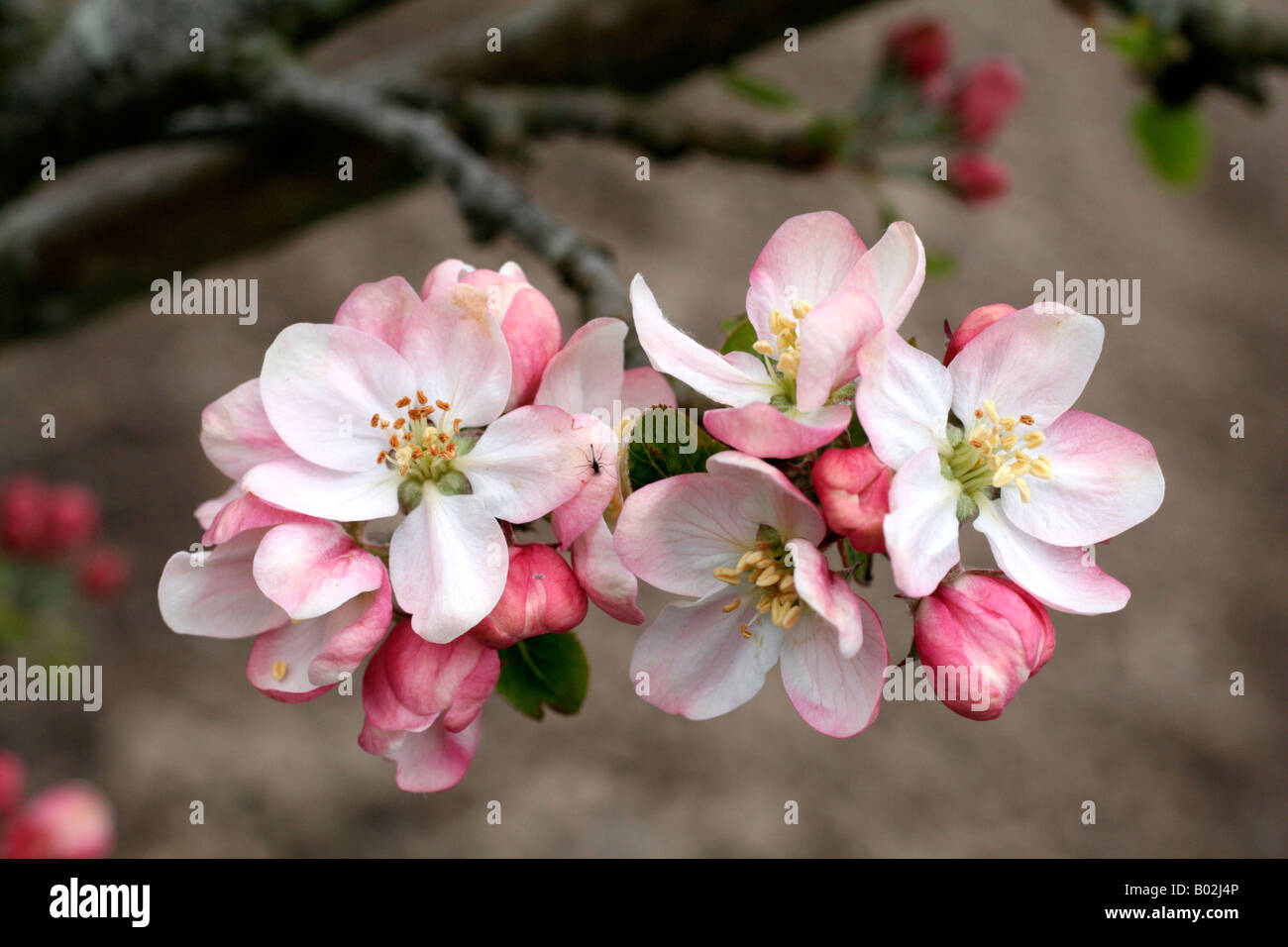 MALUS DOMESTICA ROSS NONPAREIL APPLE BLOSSOM Stock Photo - Alamy