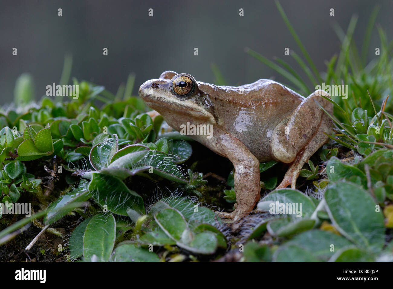 Pyrenean Frog (Rana pyrenaica) sitting on plants Stock Photo - Alamy