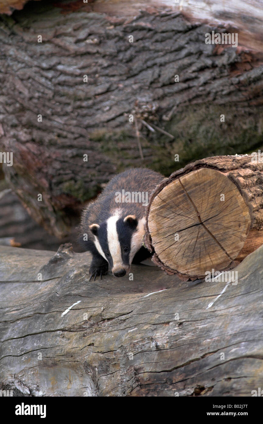 Badger leaving sett hi-res stock photography and images - Alamy