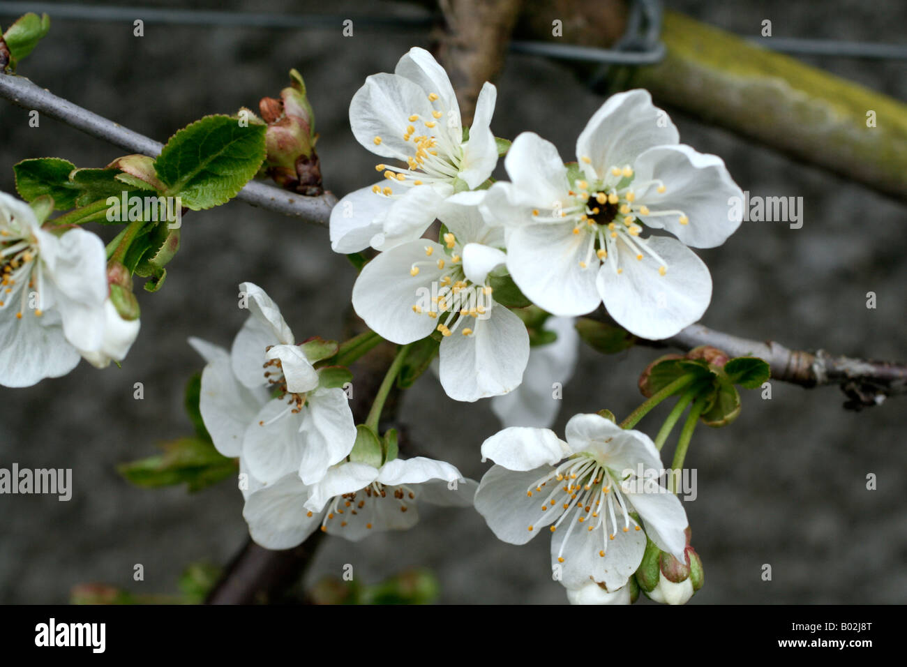 Morello cherry tree hi-res stock photography and images - Alamy
