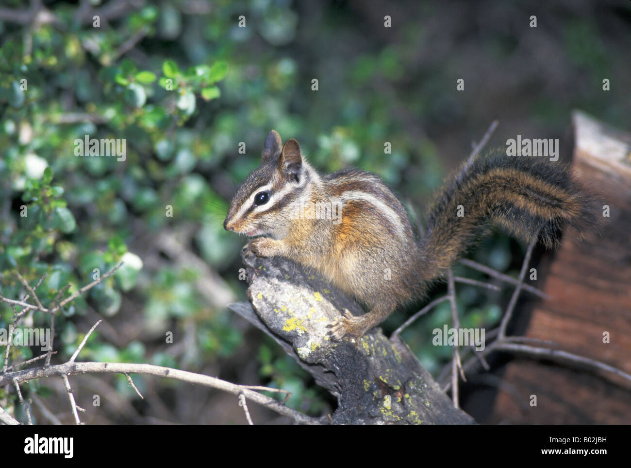 Neotamias obscurus hi-res stock photography and images - Alamy