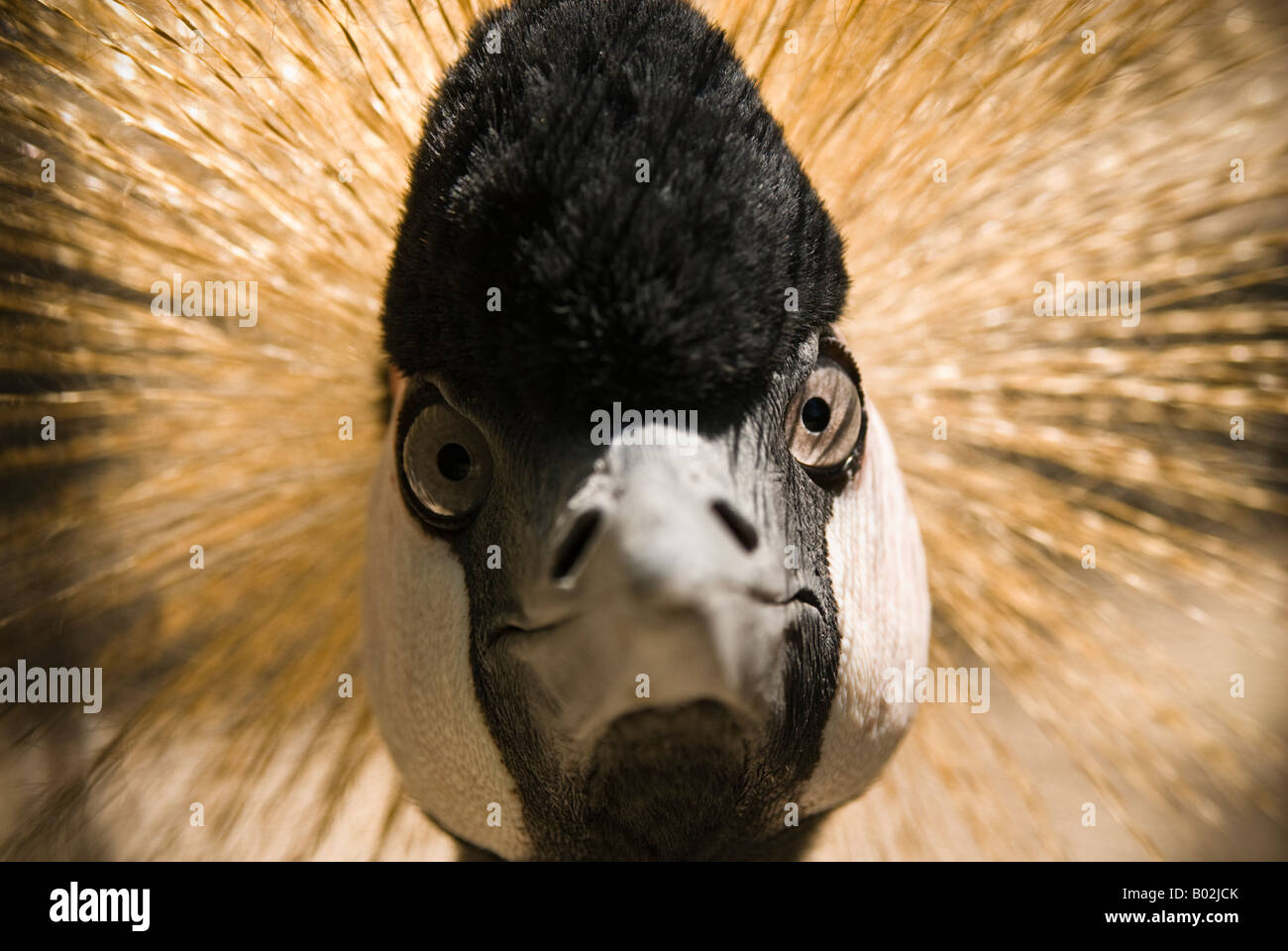 Crowned crane hi-res stock photography and images - Alamy