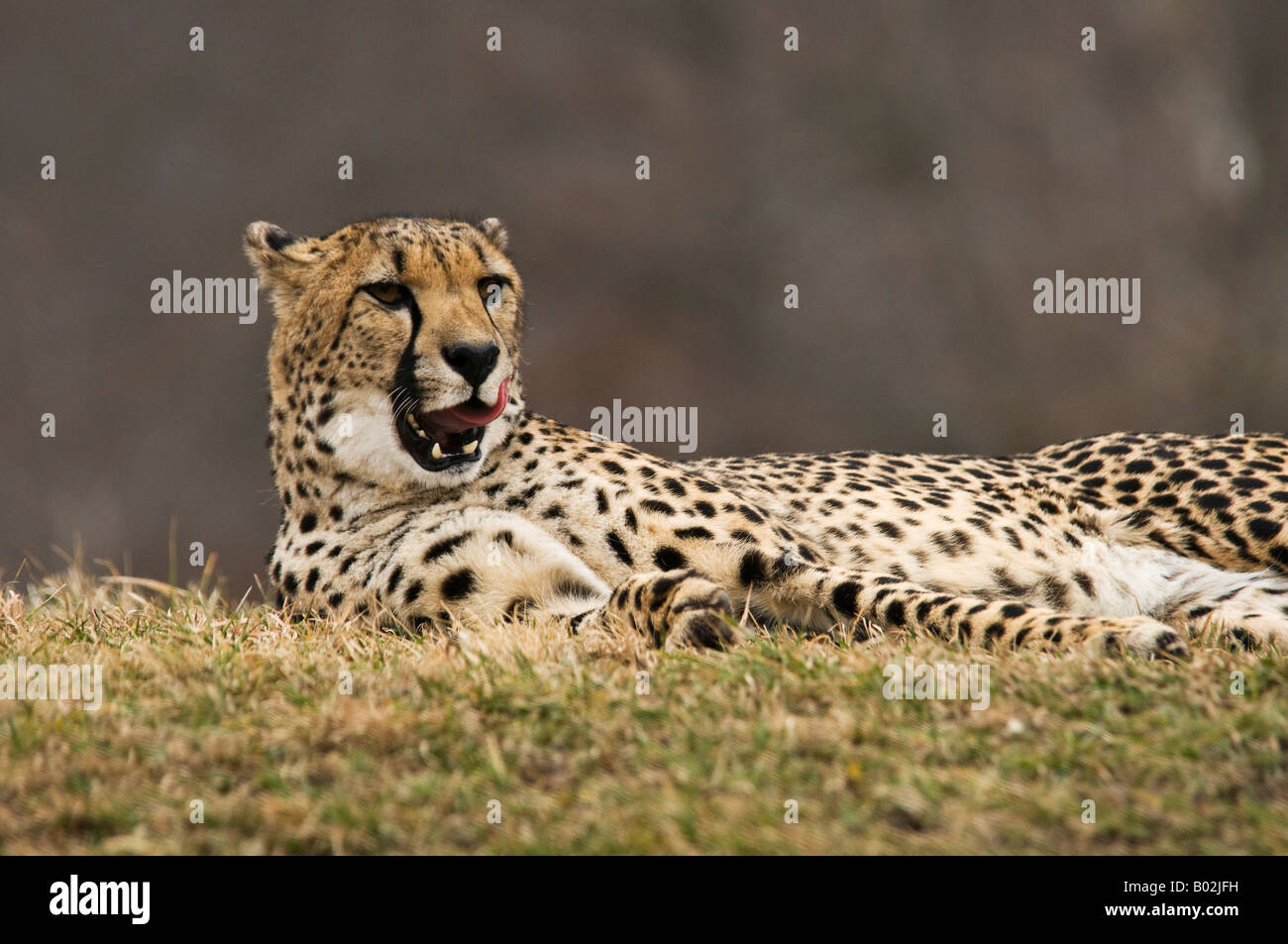 Cheetah nose hi-res stock photography and images - Alamy