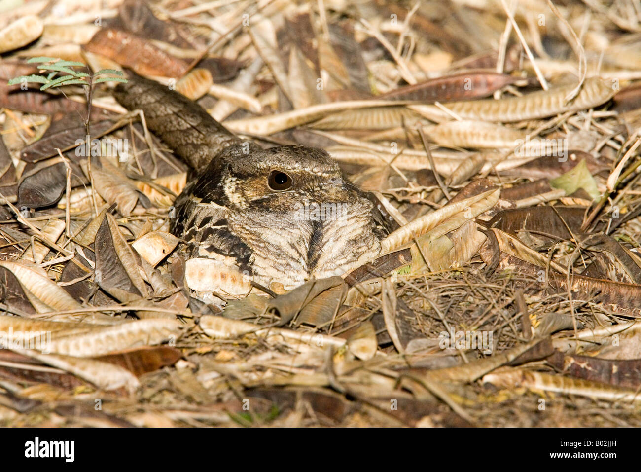 Common pauraque hi-res stock photography and images - Alamy