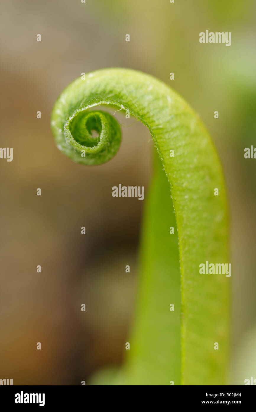 Hartstongue Fern phyllitis scolopendrium Plant Stock Photo - Alamy