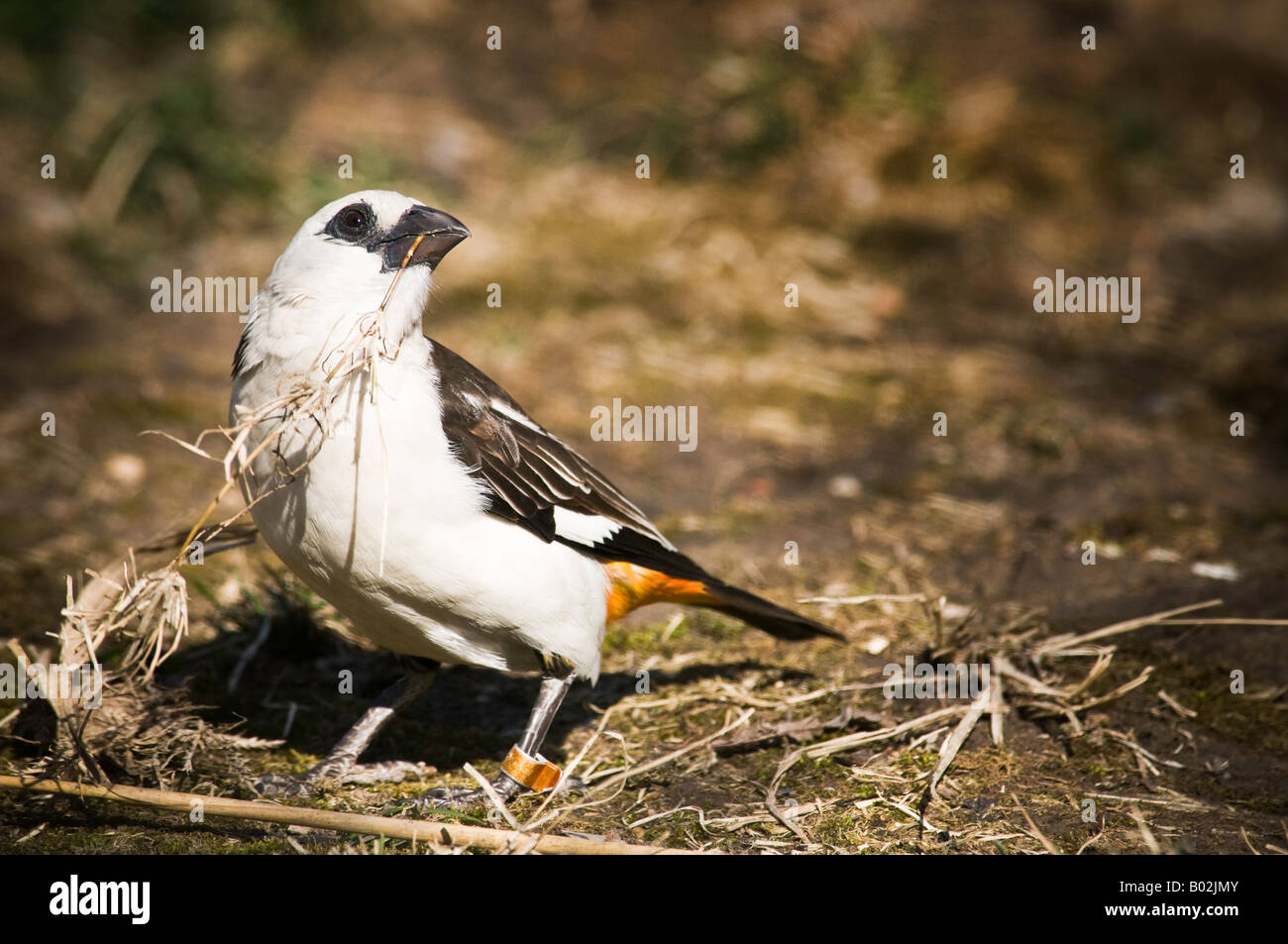Buffalo weaver with grass in mouth Stock Photo - Alamy