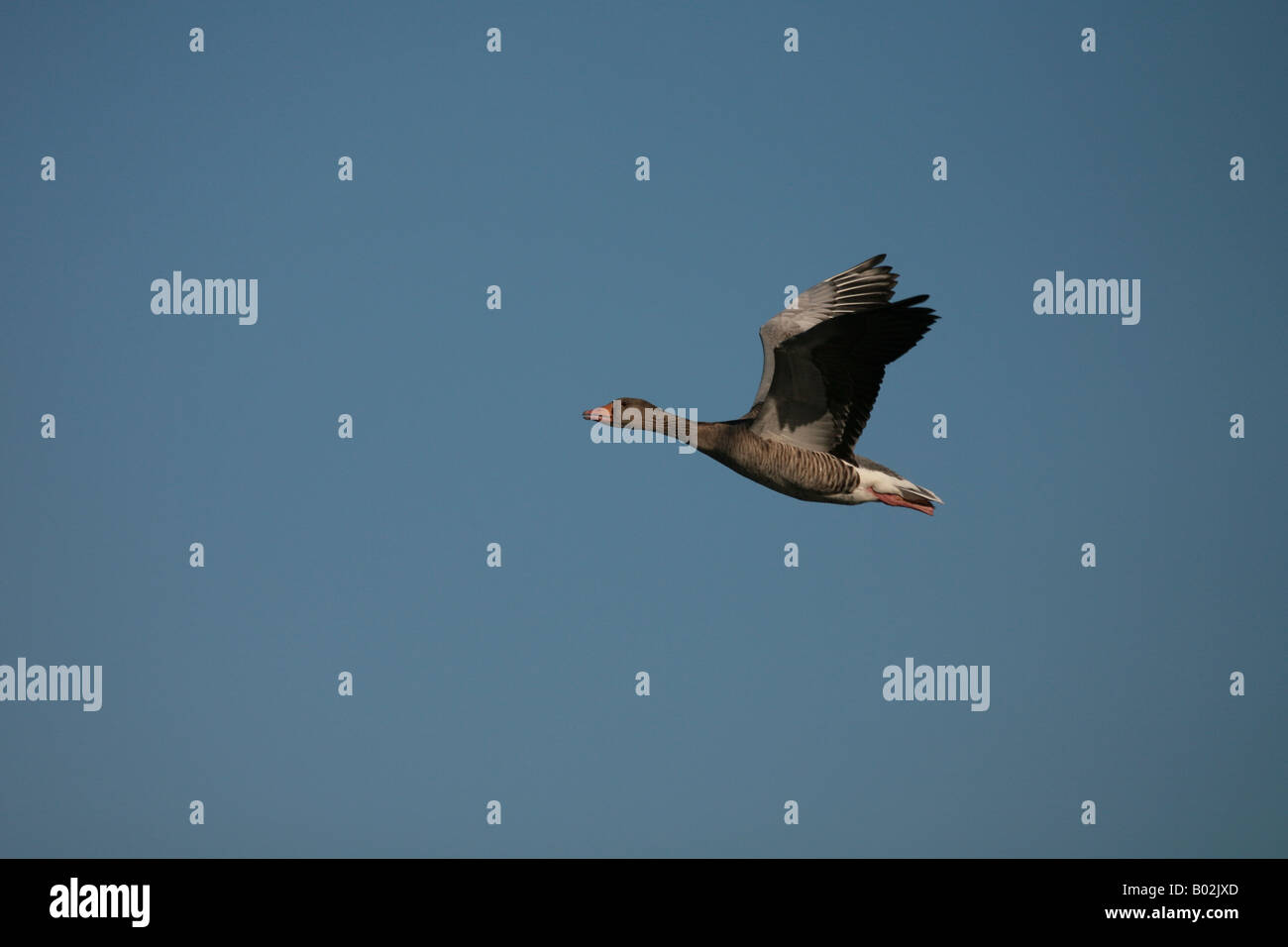 Greylag Goose flying Stock Photo - Alamy