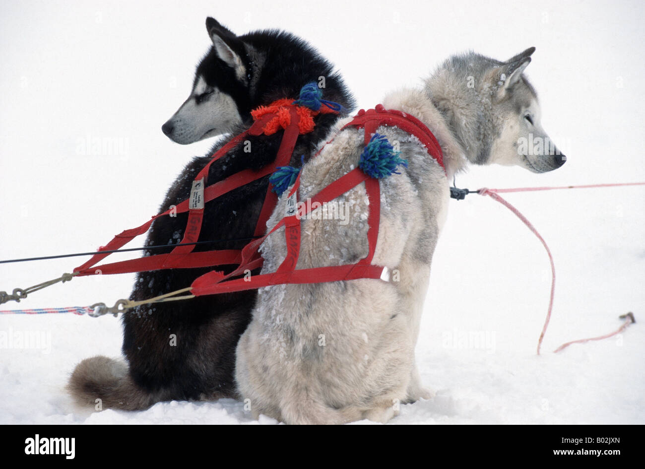 Musher canada hi-res stock photography and images - Alamy