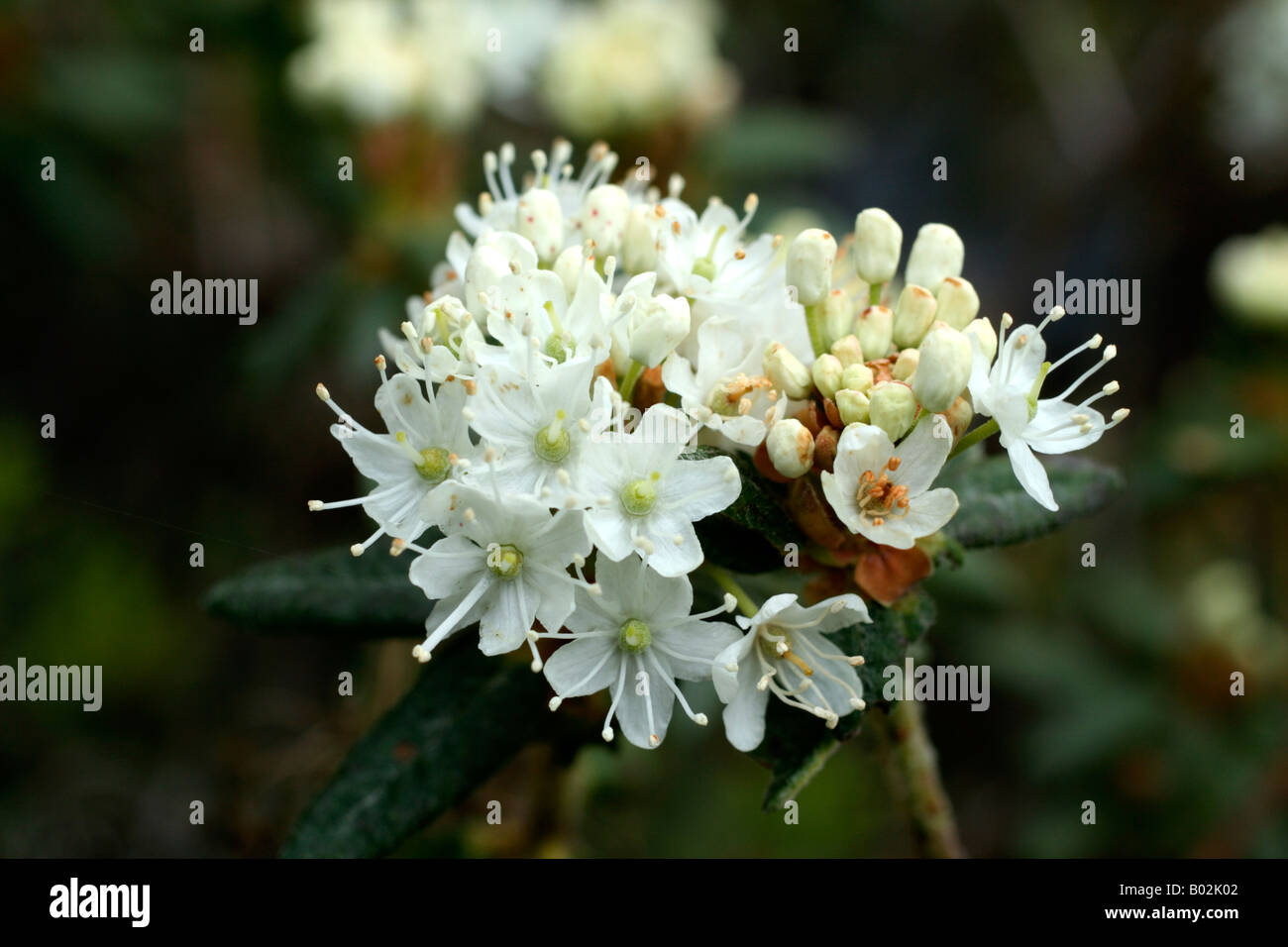 Ledum palustre hi-res stock photography and images - Alamy