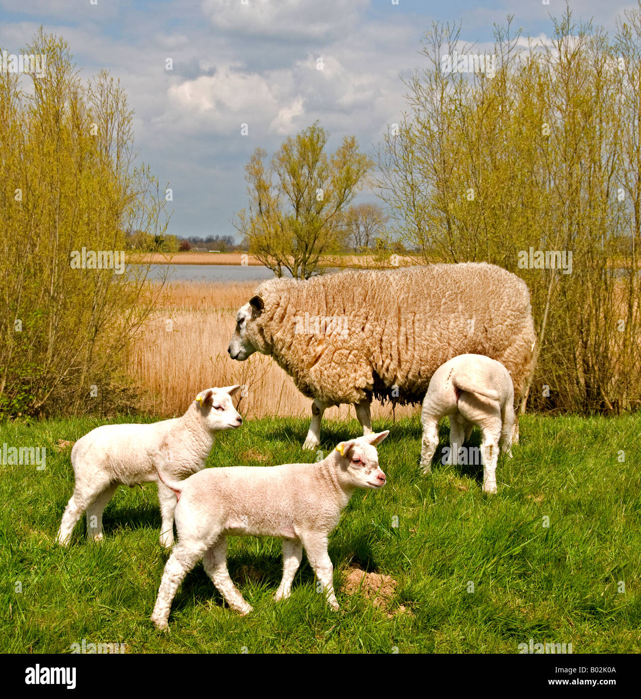 Netherlands sheep Lamb Lek river dike bank dam Stock Photo - Alamy