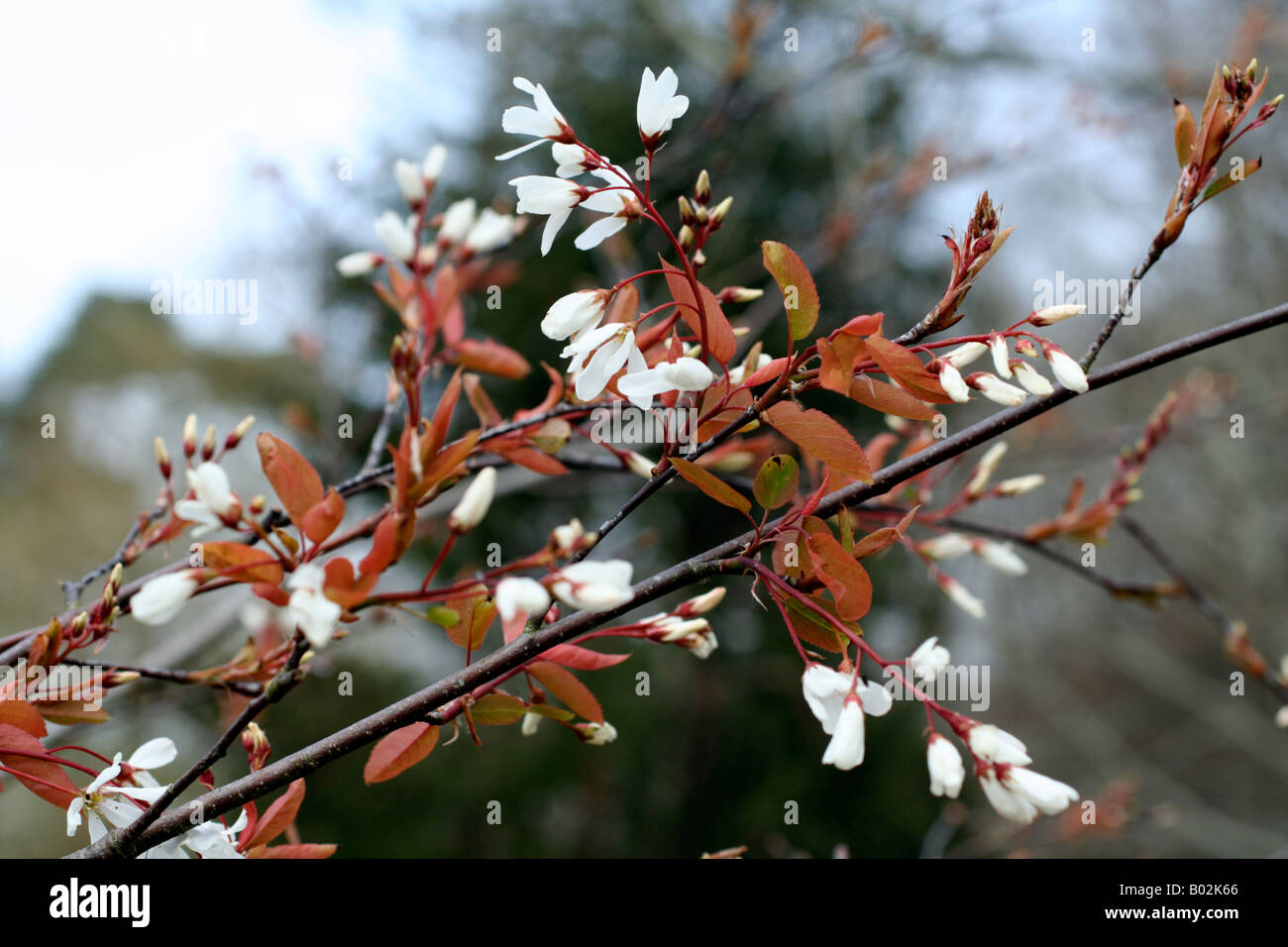 Amelanchier shrub hi-res stock photography and images - Alamy