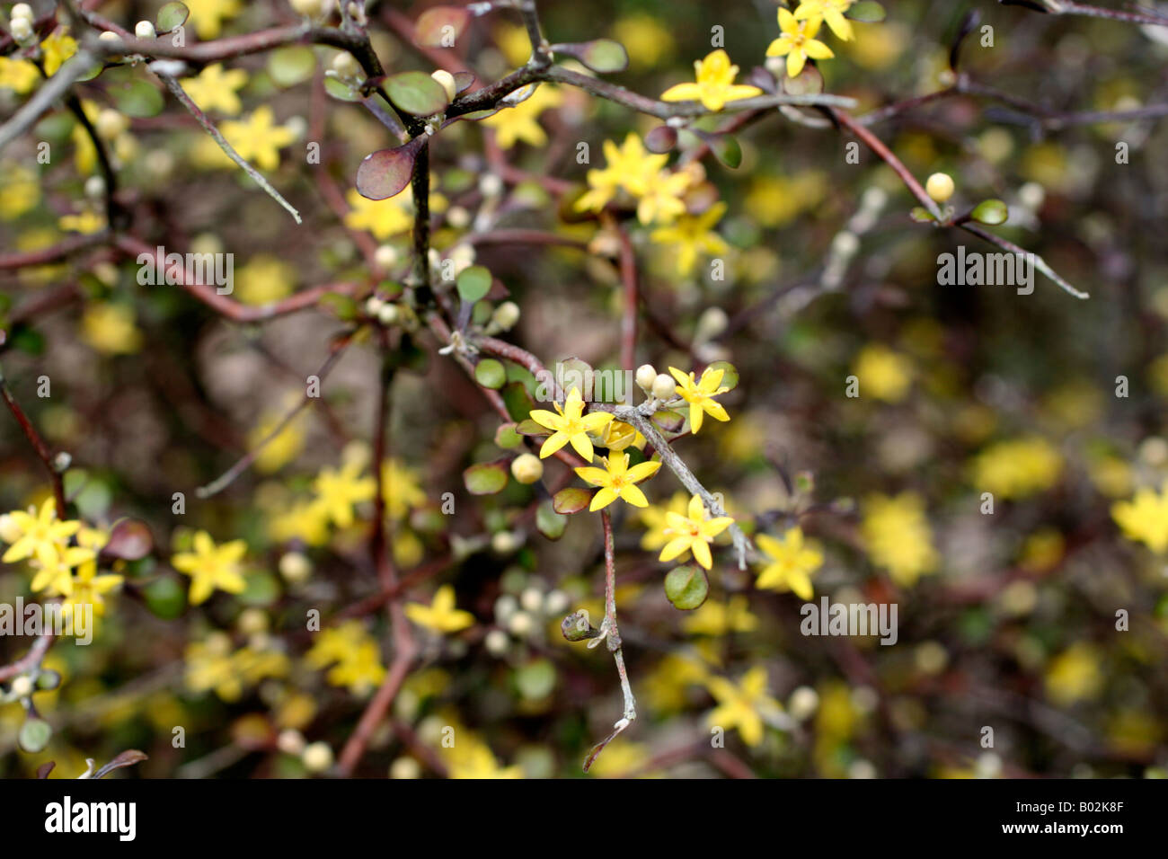 COROKIA COTONEASTER OHAU YELLOW Stock Photo - Alamy