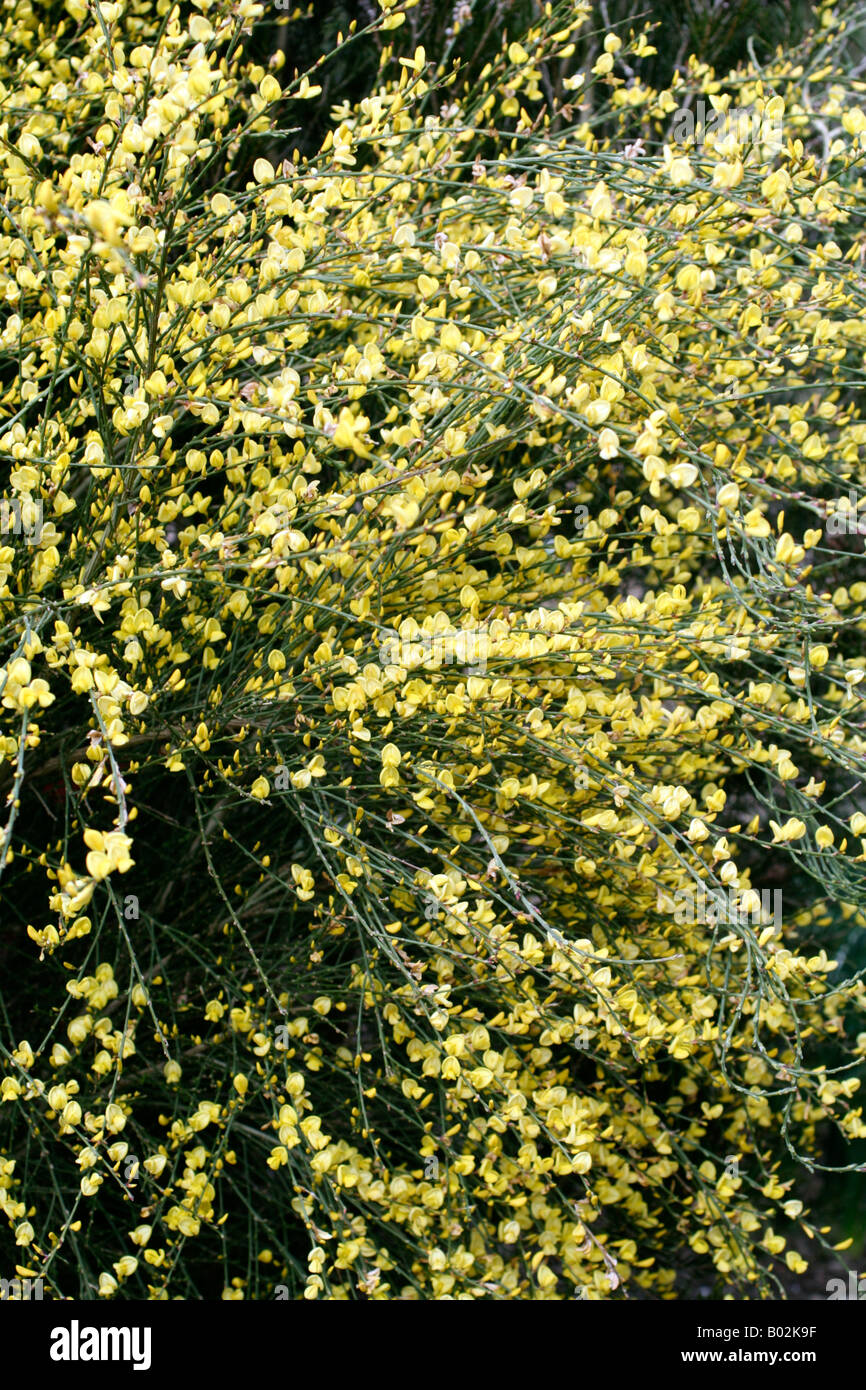 CYTISUS PRAECOX WARMINSTER AGM Stock Photo - Alamy