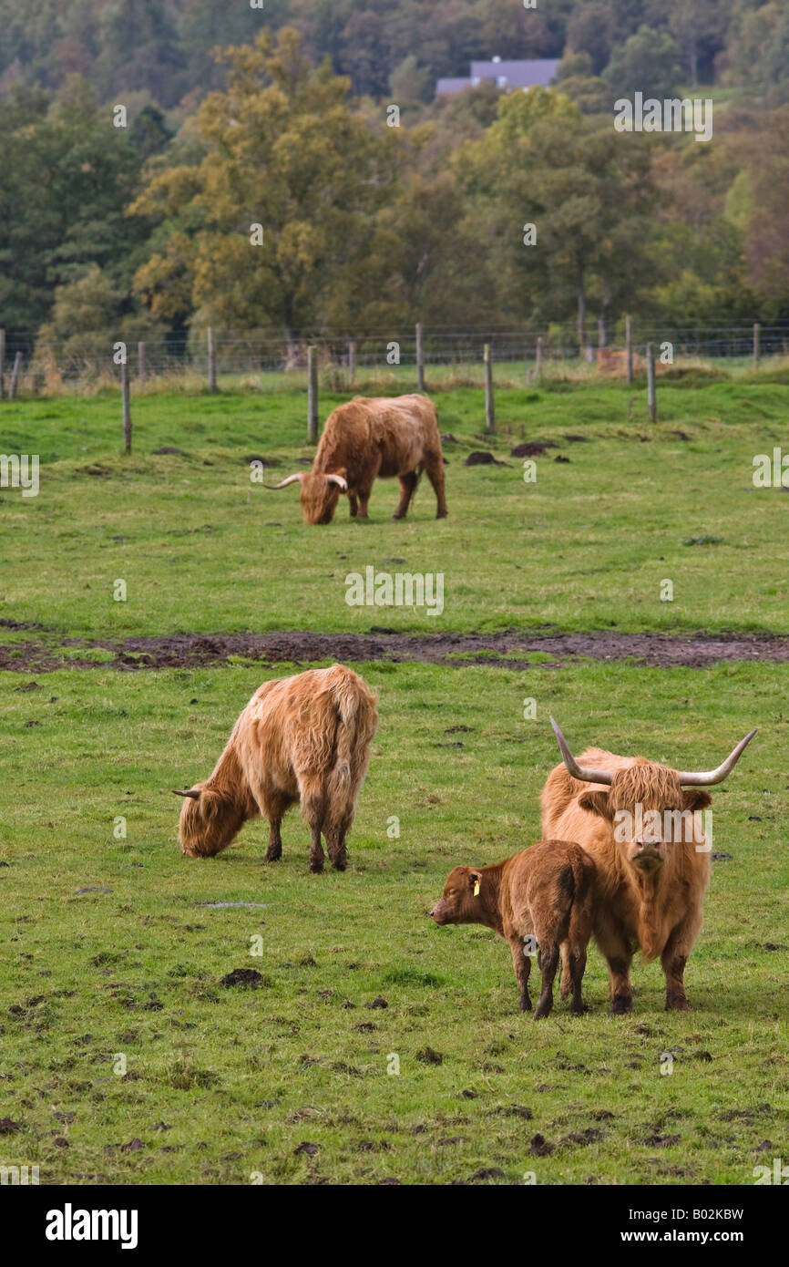 A herd of highland cattle in a scottish field Stock Photo - Alamy