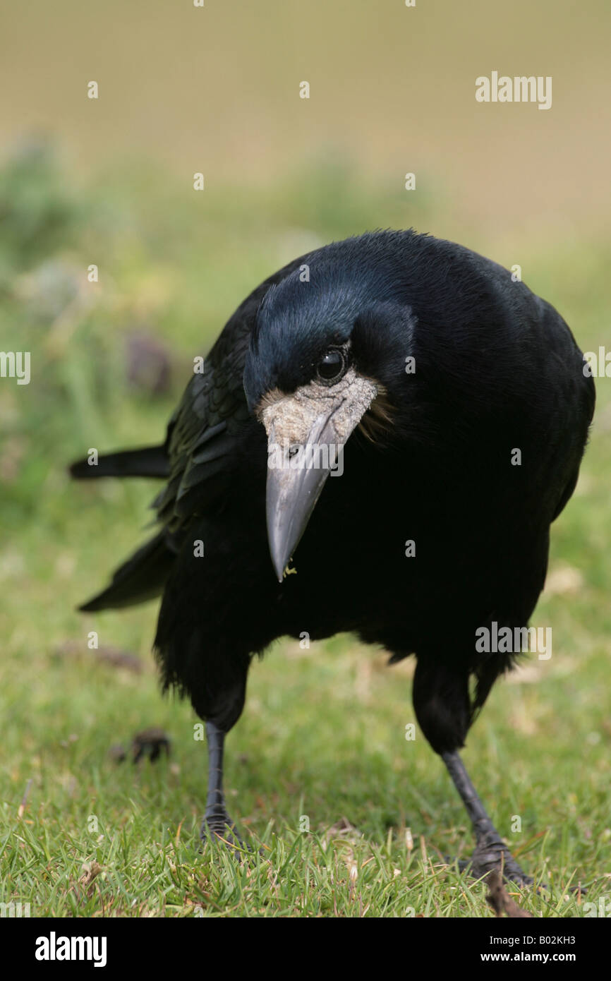 Rook Corvus frugilegus Stock Photo - Alamy