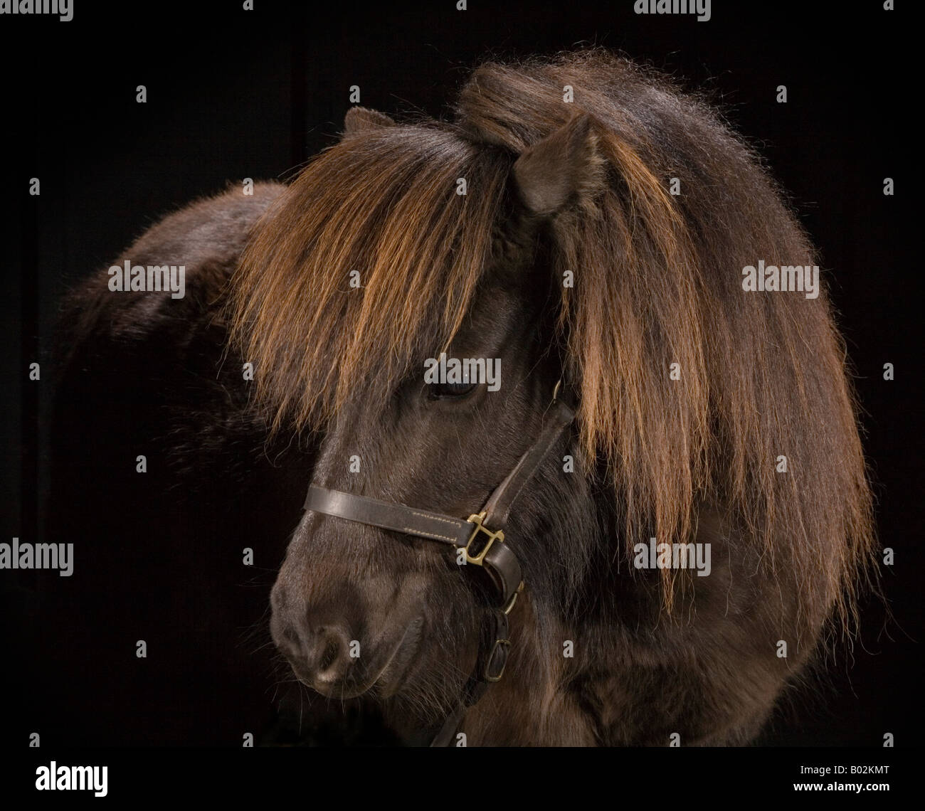 A Shetland Pony standing in atmospheric light in a stable Stock Photo ...