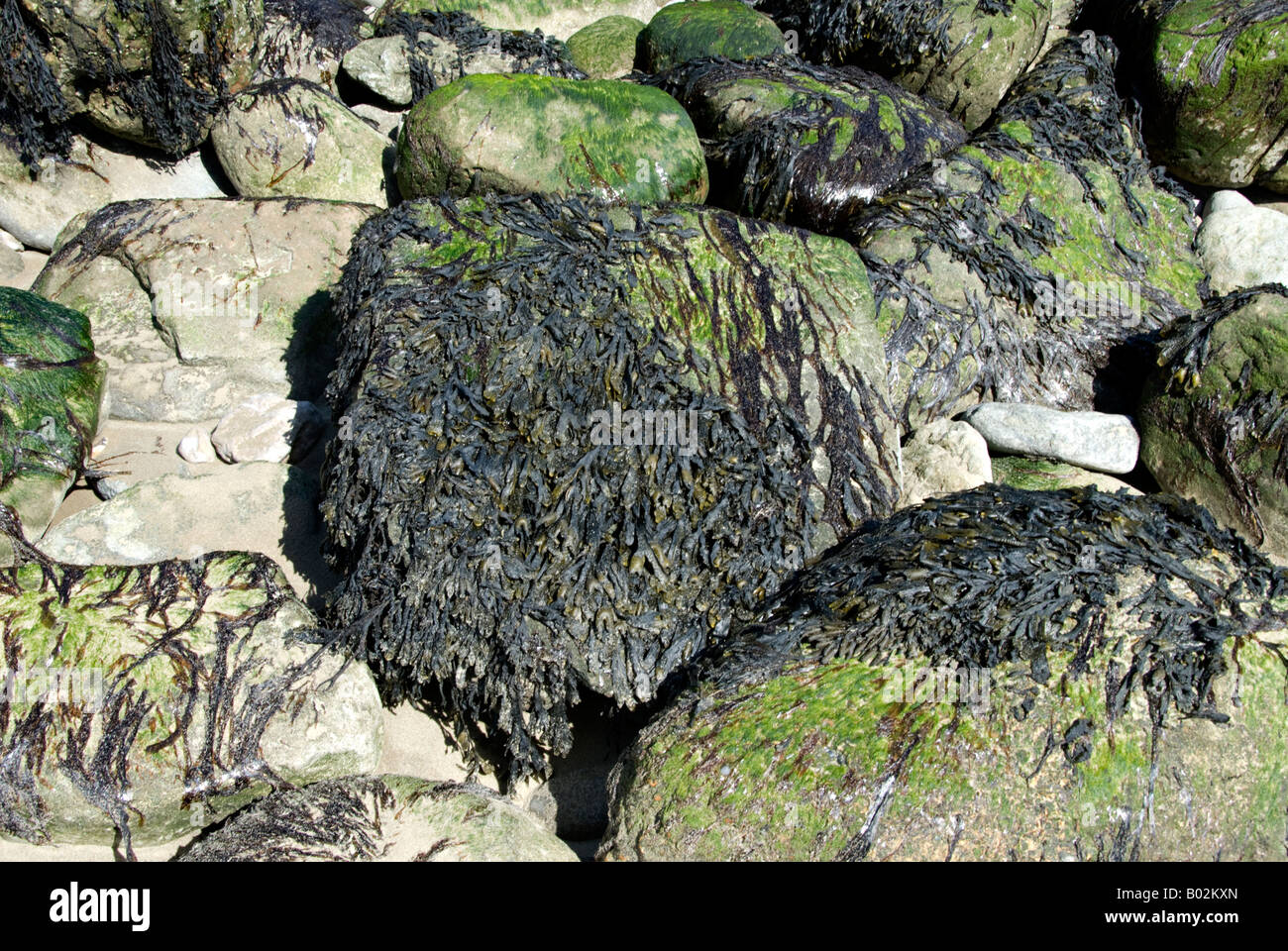 Seaweed on the rocks hi-res stock photography and images - Alamy