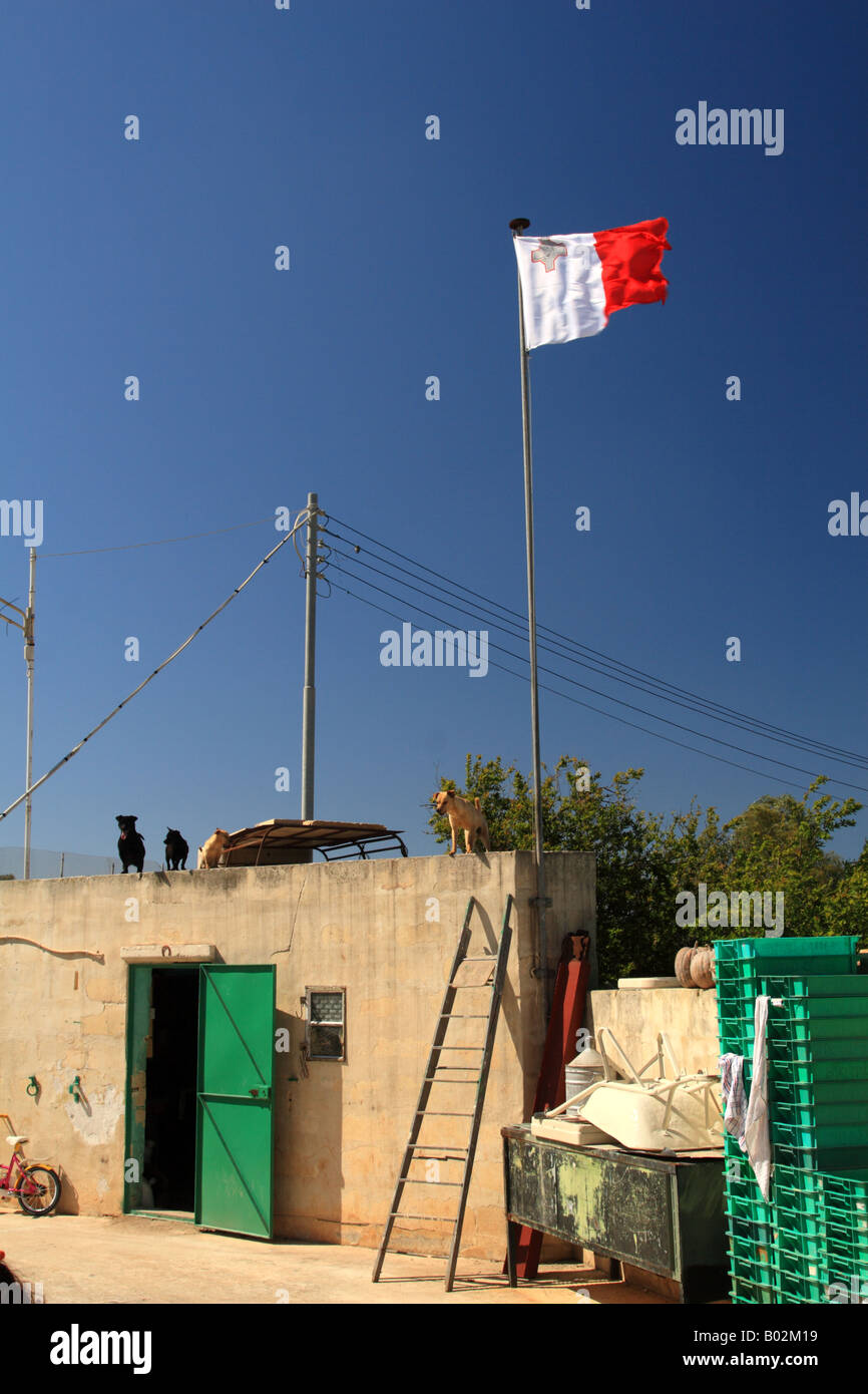 Maltese farm hi-res stock photography and images - Alamy