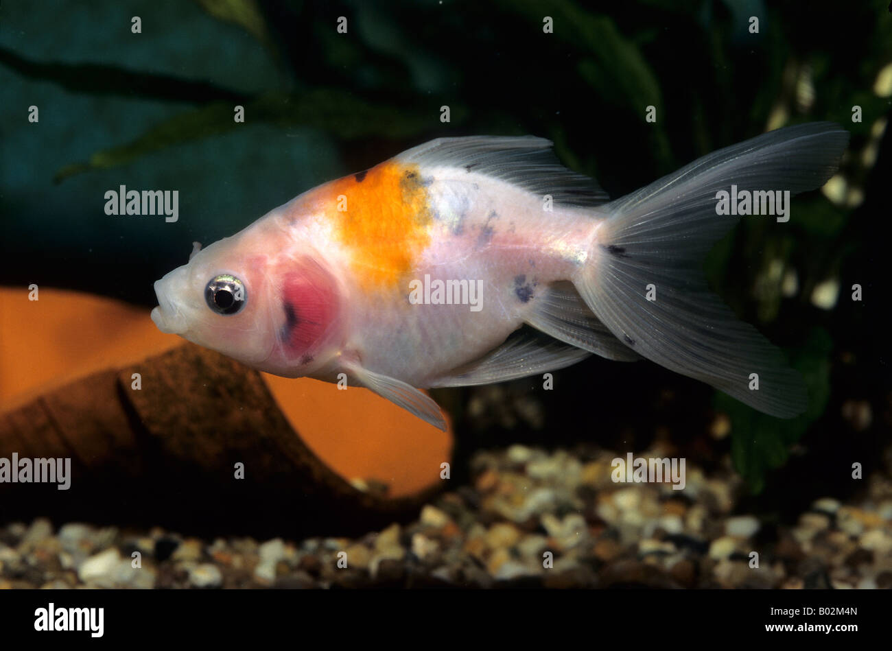 Goldfish (Carassius auratus), freshwater aquarium Stock Photo - Alamy