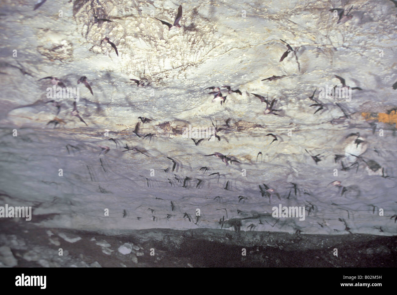 Mexican Free tailed Bat Tadarida brasiliensis Kickapoo Caverns State ...