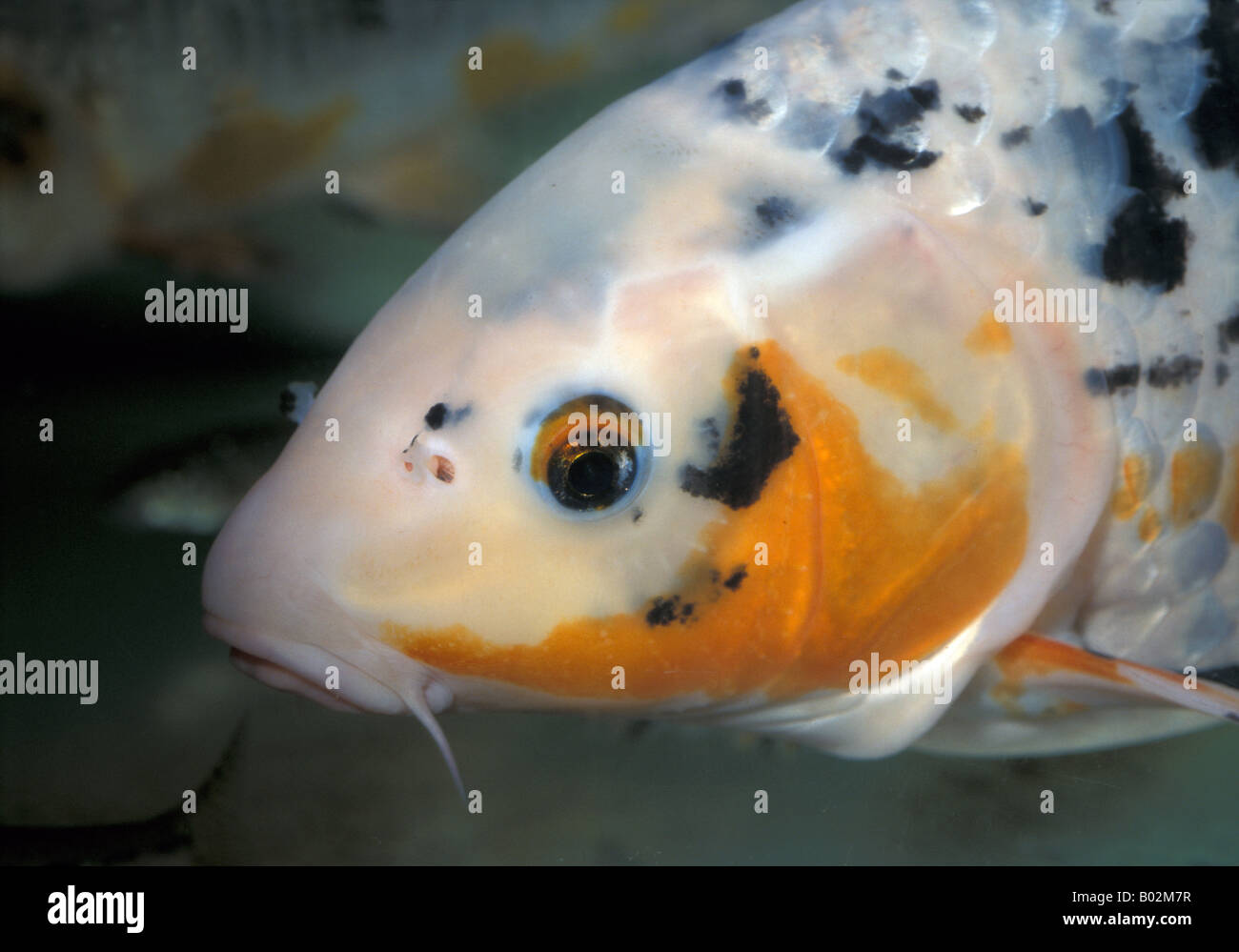 Koi carpio cyprinus portrait hi-res stock photography and images - Alamy