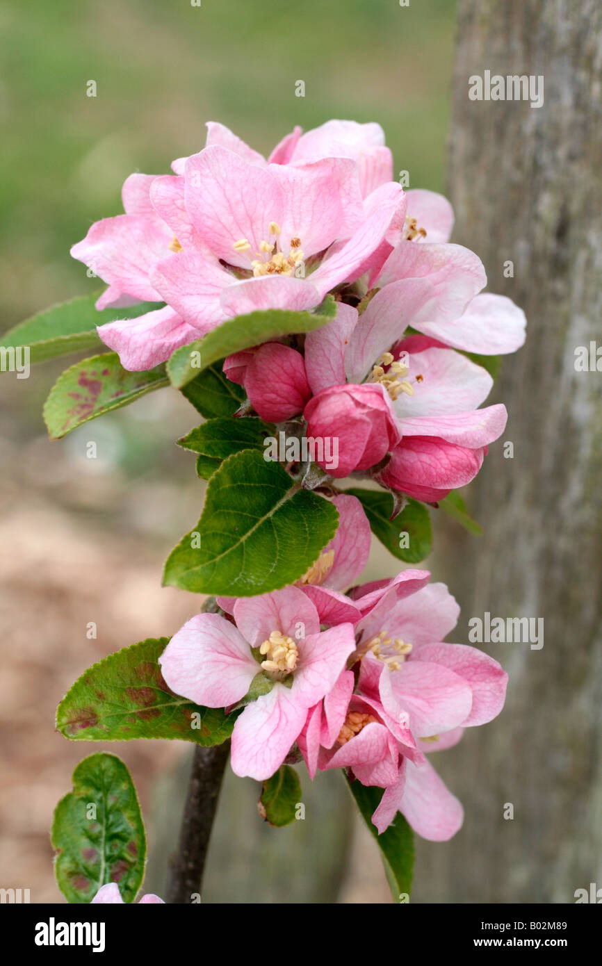 Russet Apple High Resolution Stock Photography and Images - Alamy