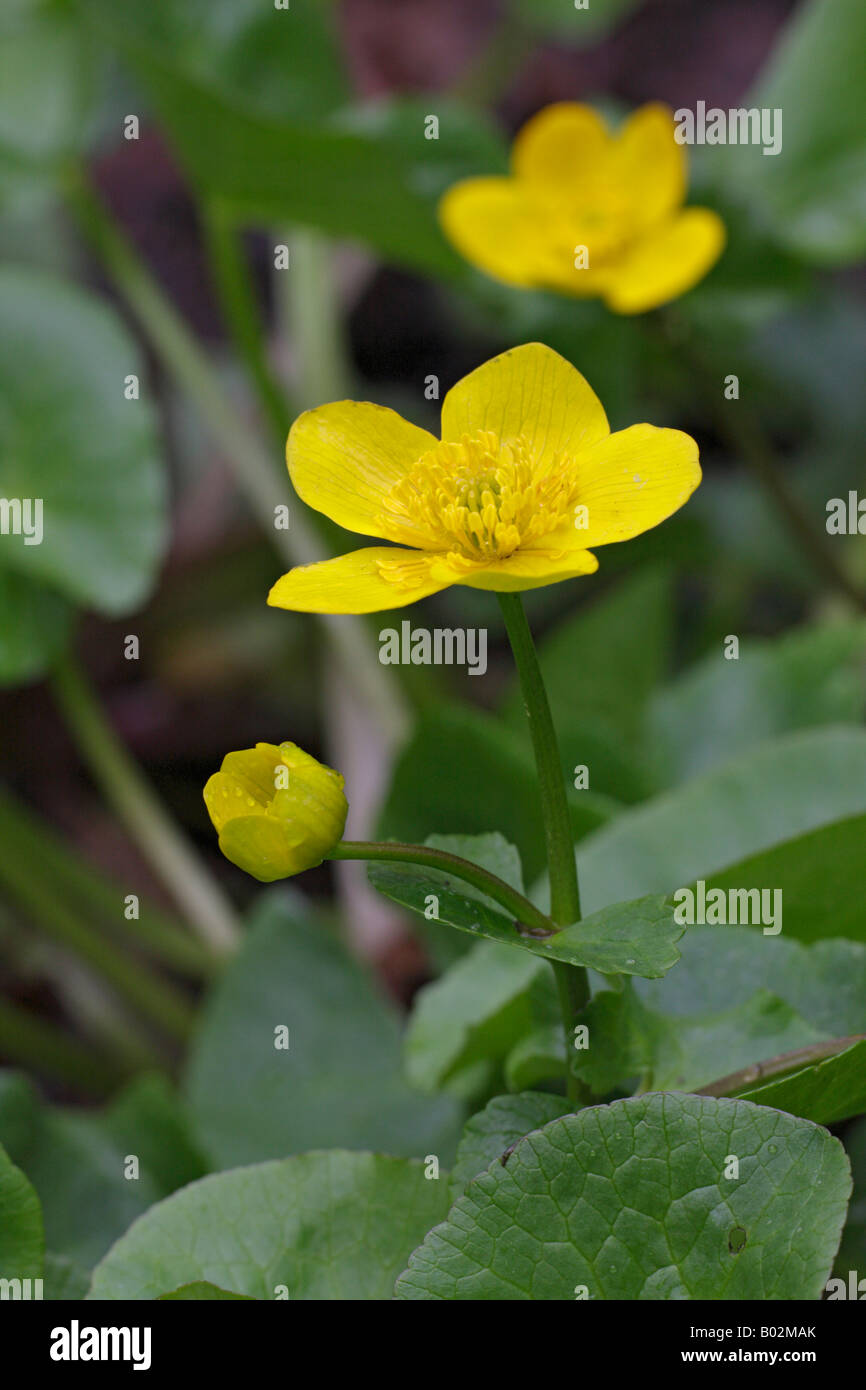 Marsh Marigold caltha palustris Flower Plant Stock Photo - Alamy