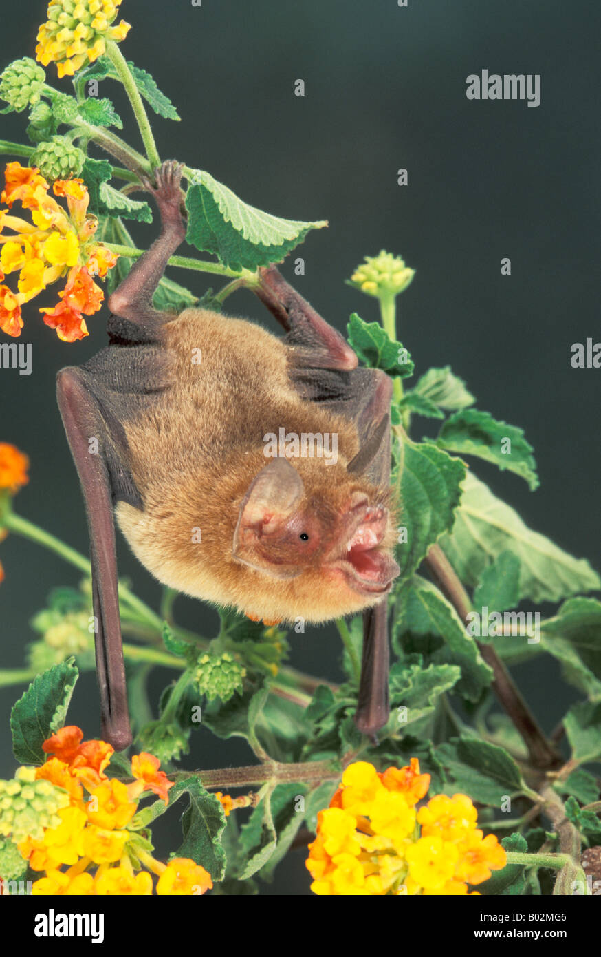 Mustached Bat