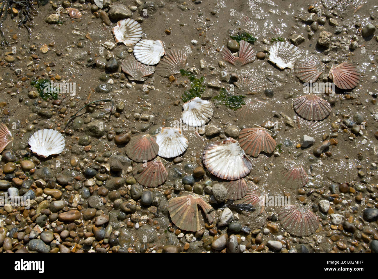 Muddy shells hi-res stock photography and images - Alamy