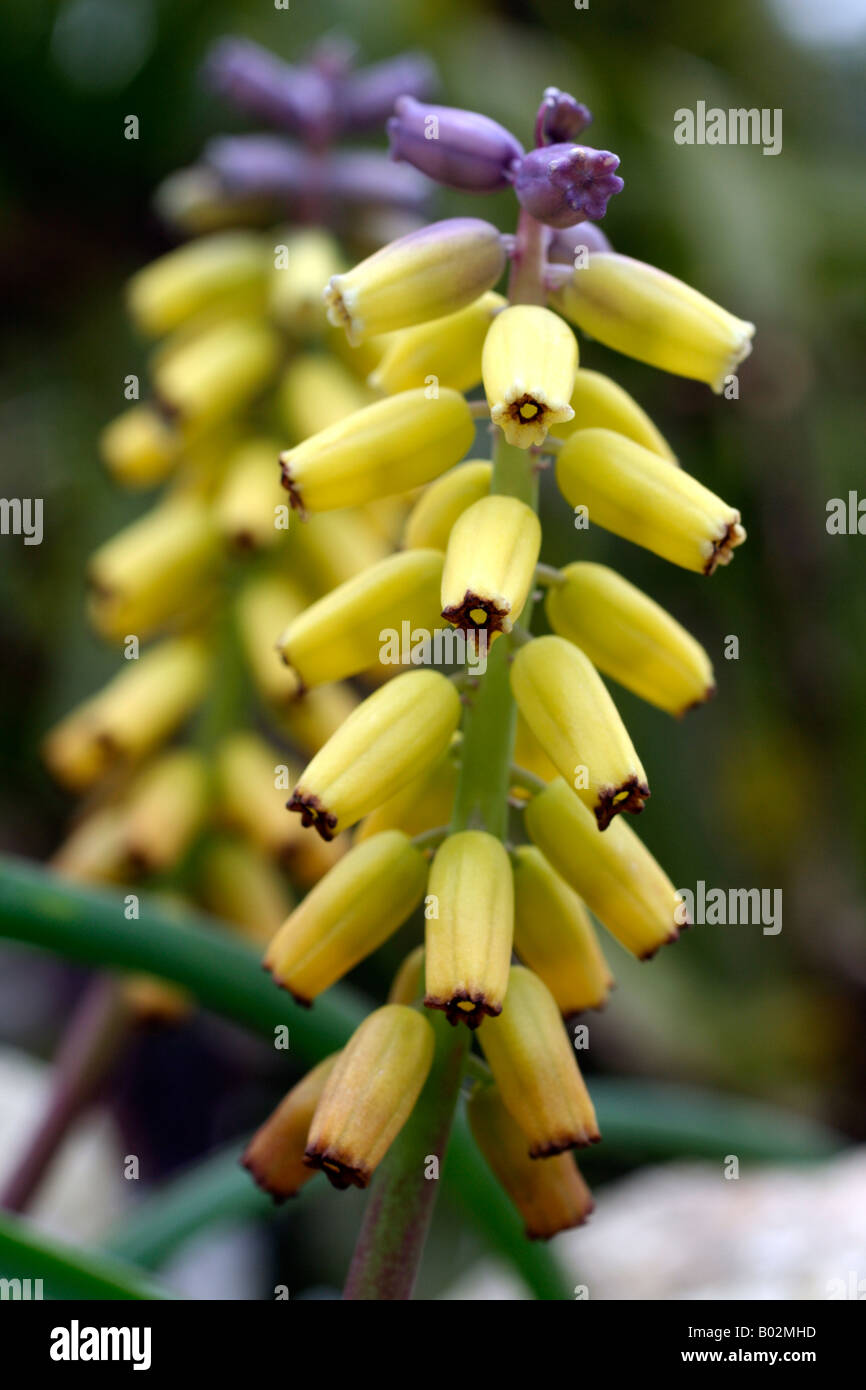 MUSCARI MACROCARPUM GOLDEN FRAGRANCE AGM Stock Photo - Alamy