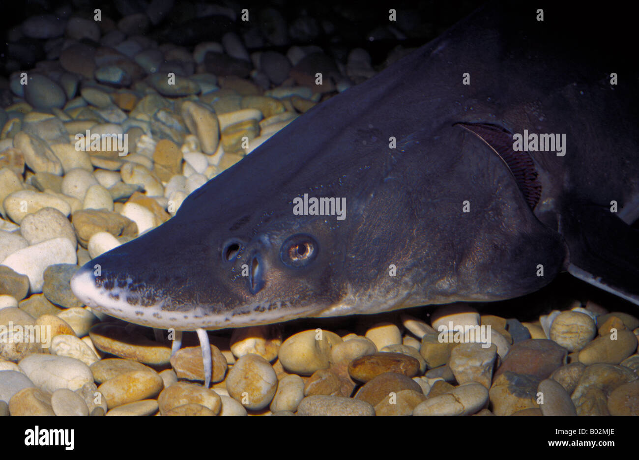 Acipenser sturio, European Sturgeon, close up Stock Photo - Alamy