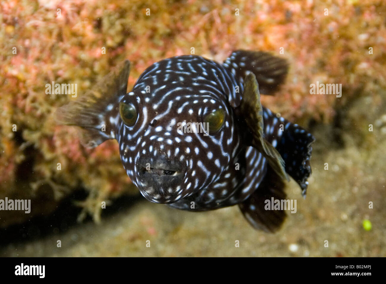 Puffer fish Revillagigedo islands, socorro islands, pacific ocean ...