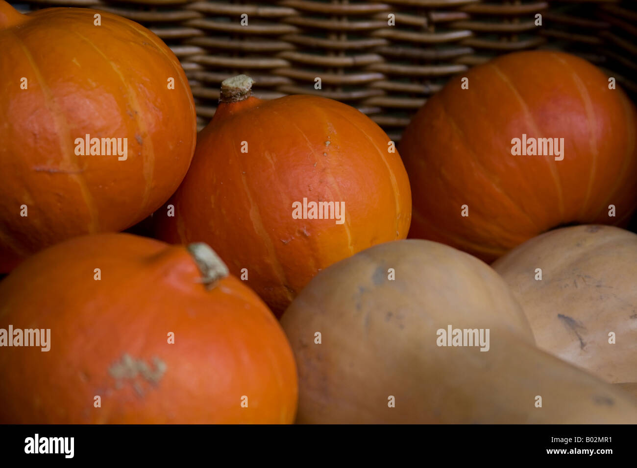 Cucurbita mixta hi-res stock photography and images - Alamy