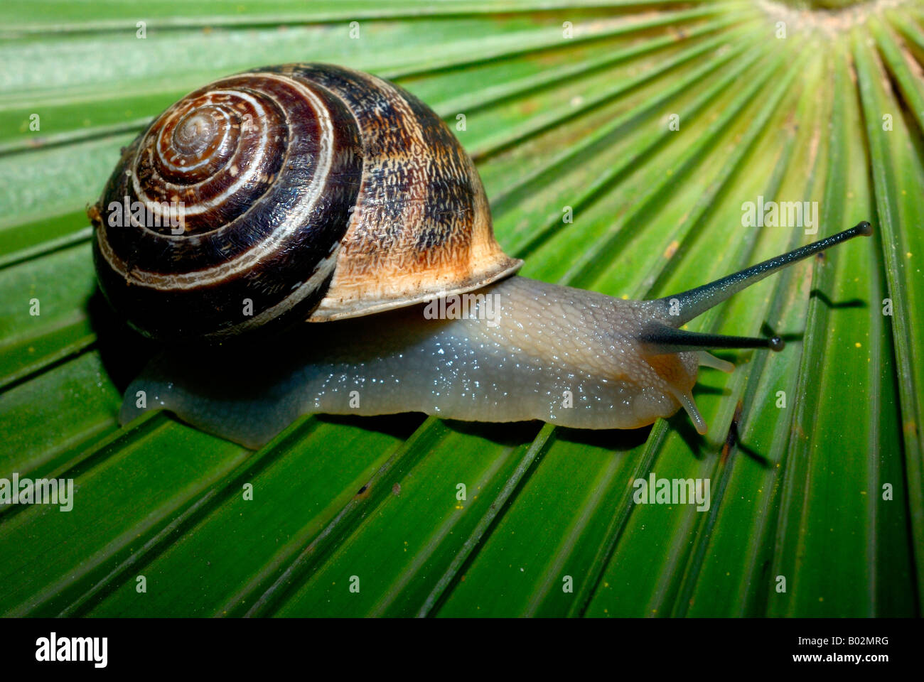 Common garden snail Stock Photo - Alamy