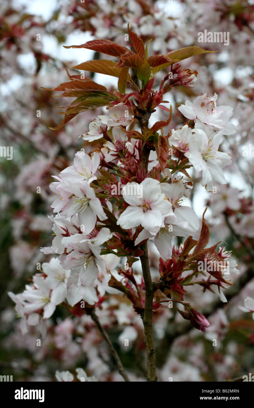 Spring blossom flower flowering hardy garden deciduous tree white ...