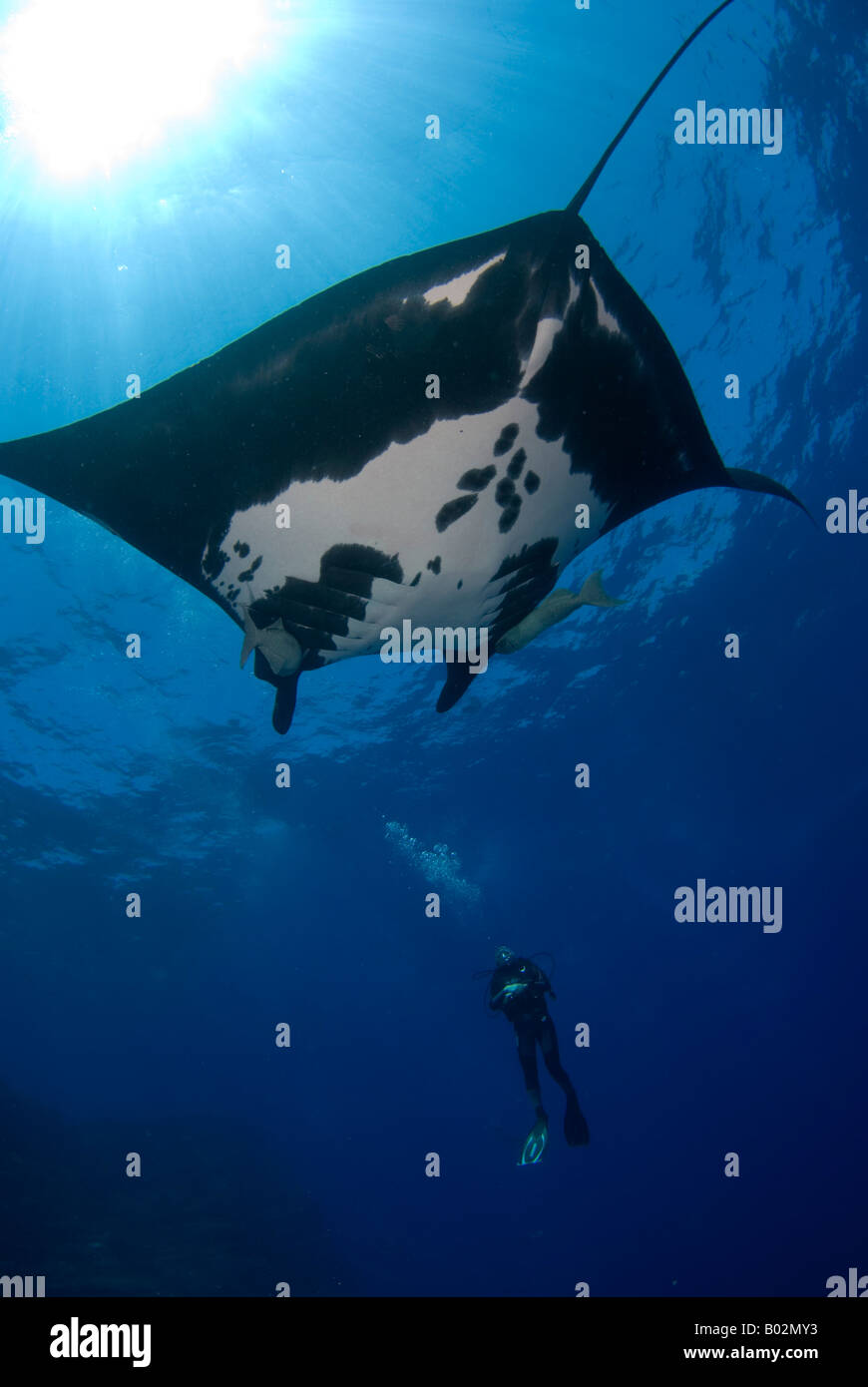 Underwater photographer manta ray hi-res stock photography and images ...