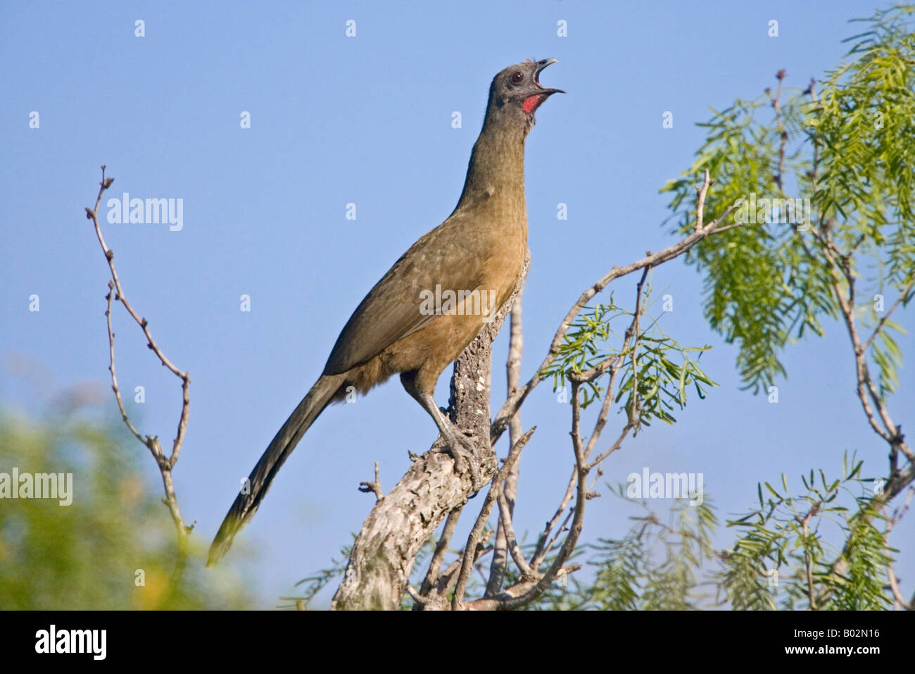 Plain Chachalaca Ortalis vetula Bentsen Rio Grande State Park TEXAS ...