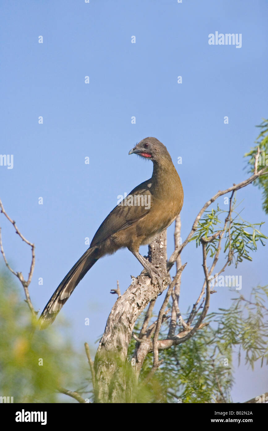 Plain Chachalaca Ortalis vetula Bentsen Rio Grande State Park TEXAS ...